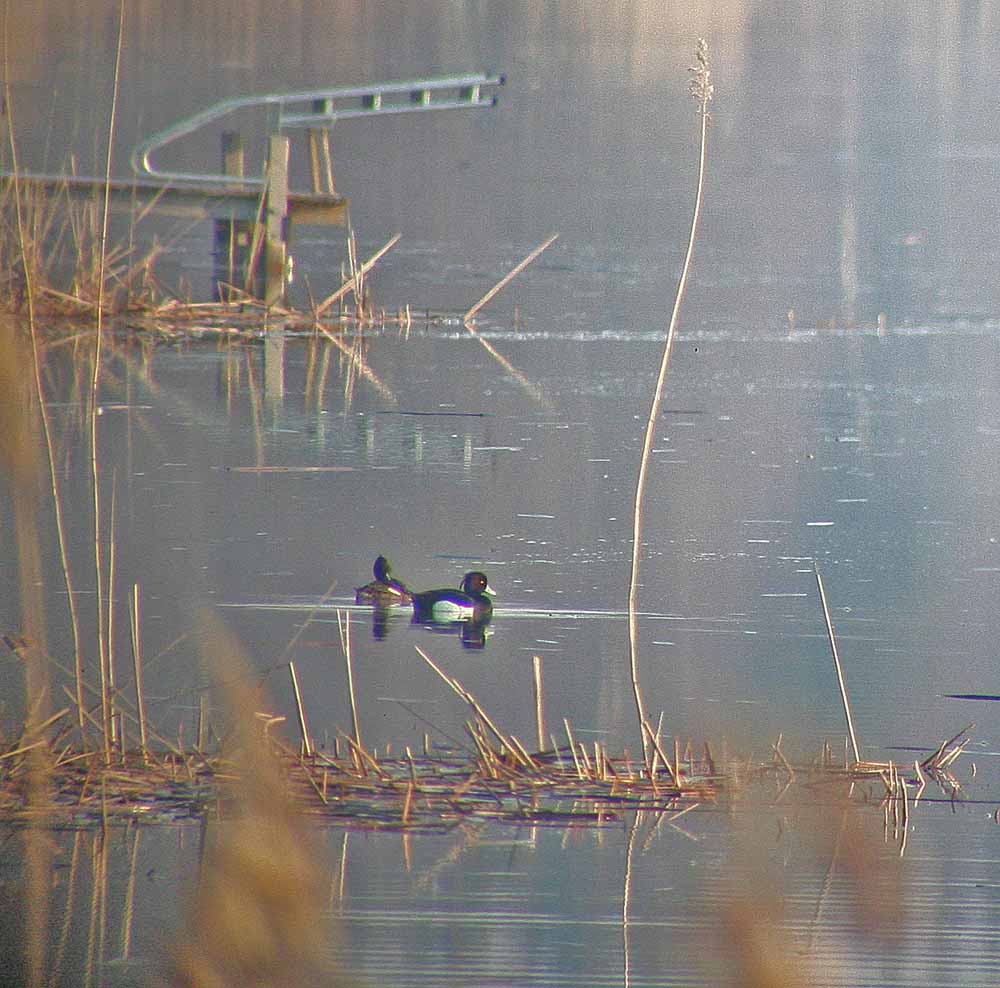 Galleriet - Sjöbacken